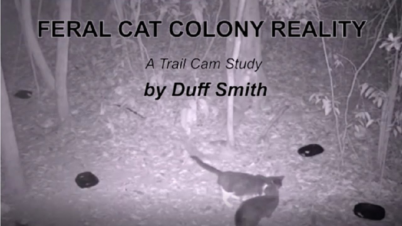 Cat Colonies EXPOSED! - YouTube