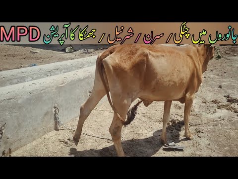 MPD(Medial Patellar Desmotomy)|| Patellar Luxation| Cattle Unable to ...