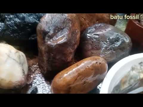 batu kayu fossil purba - YouTube