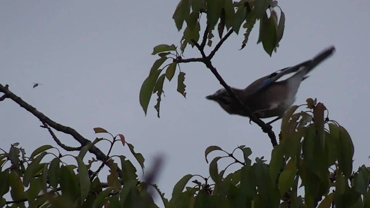 Excited call of a Jay - YouTube