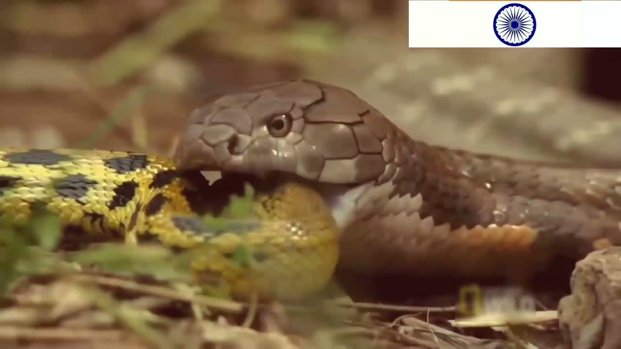 python Vs cobra #snake - YouTube