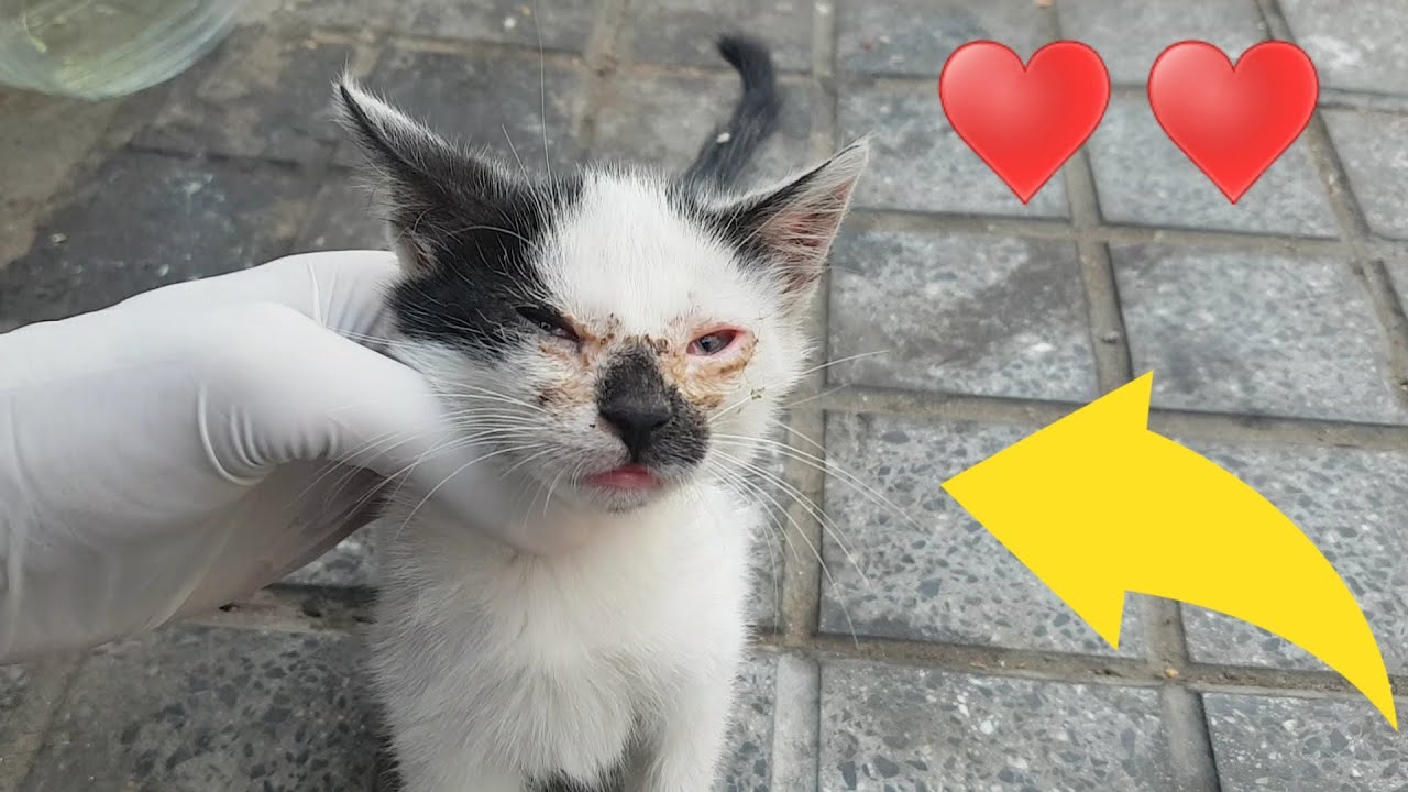 Street Kitten Rescue | What love can do in 2 minutes - YouTube