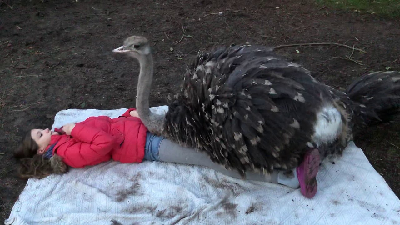 Ostrich: 11-year old cuddles with 200 pound male ostrich! - YouTube