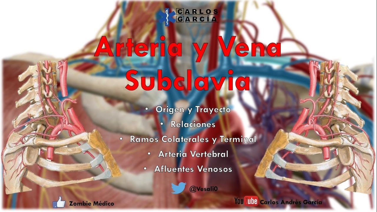 Arteria Subclavia
