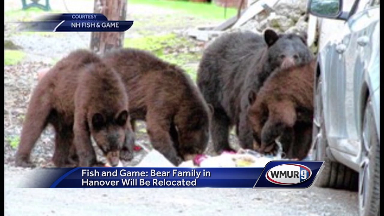 Wildlife officers to trap, relocate family of bears in Hanover - YouTube