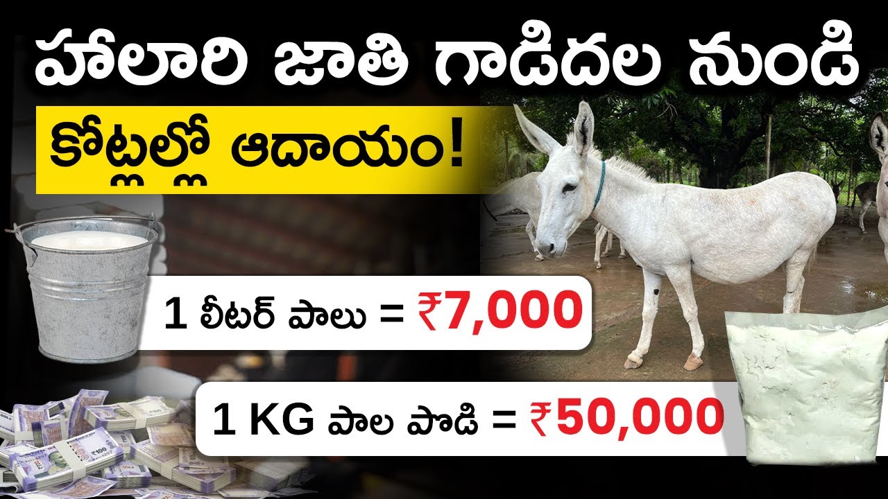 World's Expensive Donkey Milk | Donkey Milk Farming in Telugu | Halari ...