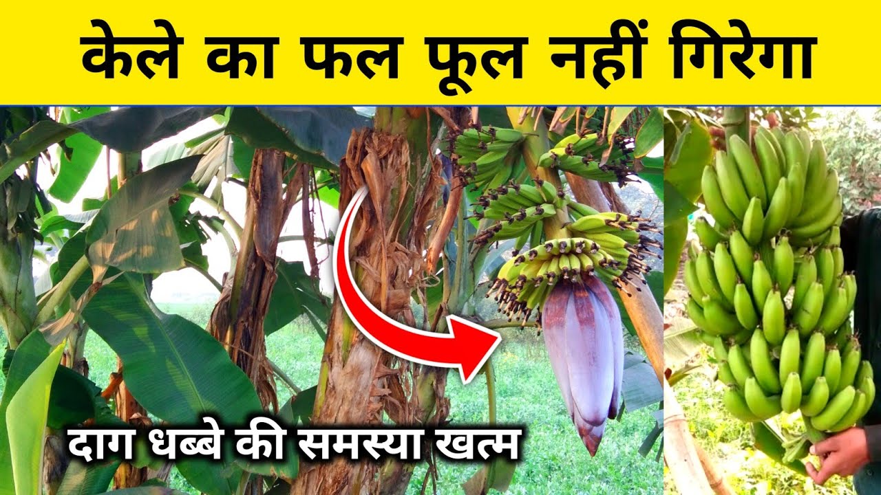केले का फल फूल गिरना और दाग धब्बे जैसे समस्या खत्म करें | kele ka fal ...