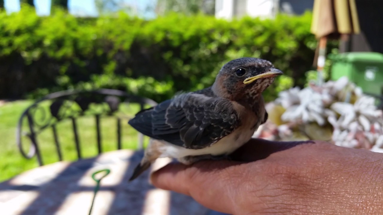 2017 Bird Friend - YouTube