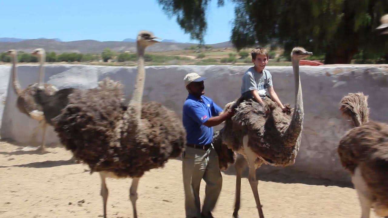 Spencer riding an ostrich - YouTube
