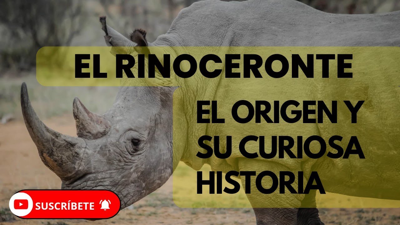 "El poderoso rinoceronte: un gigante de la sabana africana" - YouTube