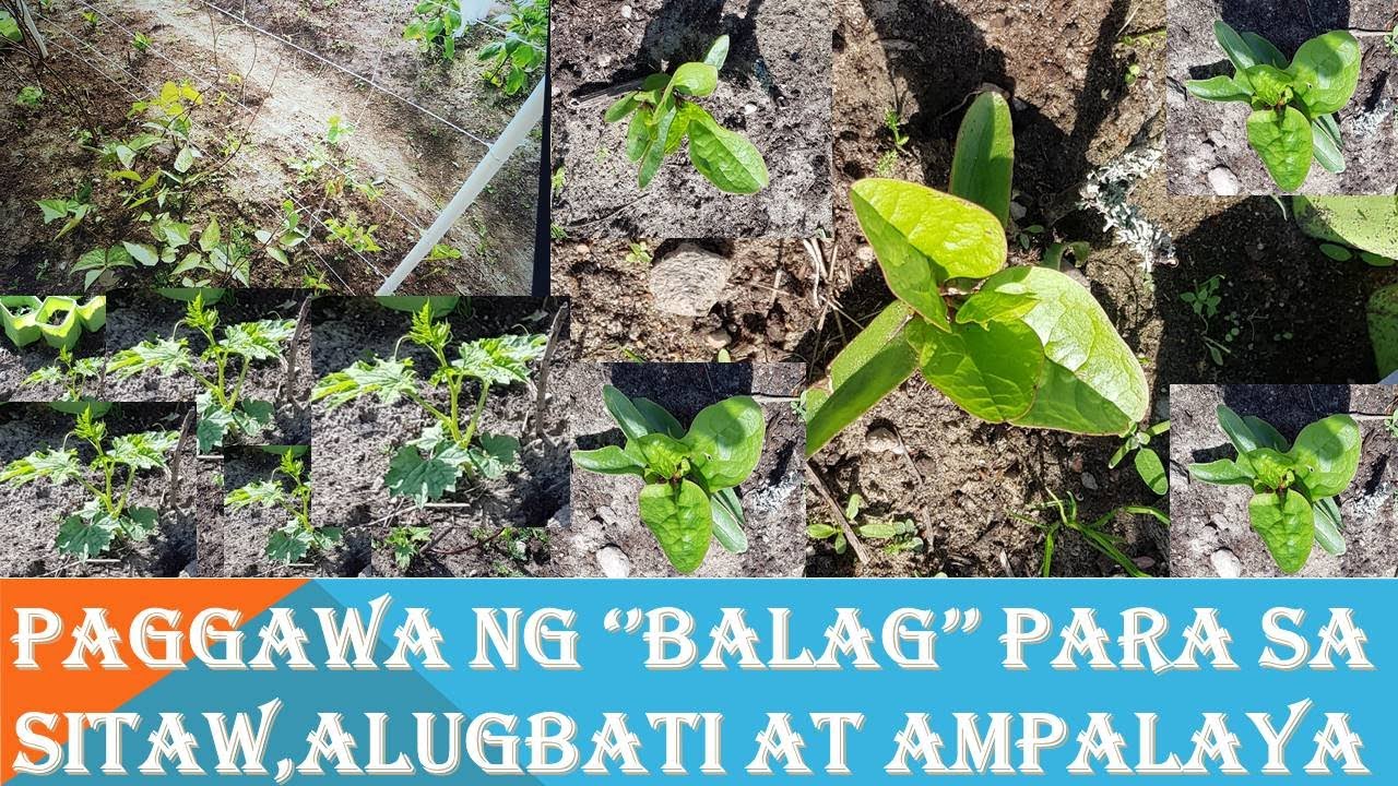 Update Organic Garden | Paggawa ng ''BALAG'' para sa Ampalaya, Beans ...