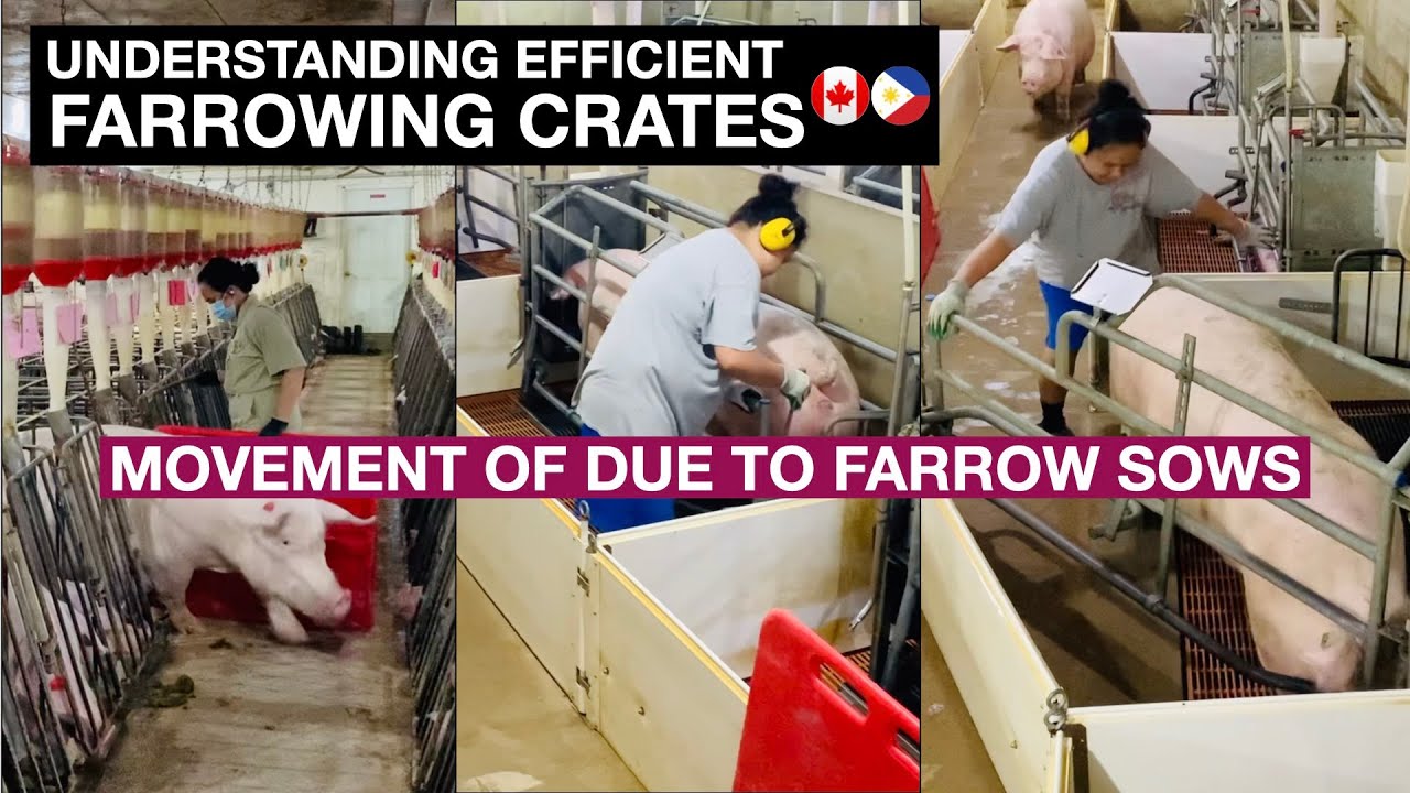 MOVEMENT OF DUE TO FARROW SOWS - YouTube