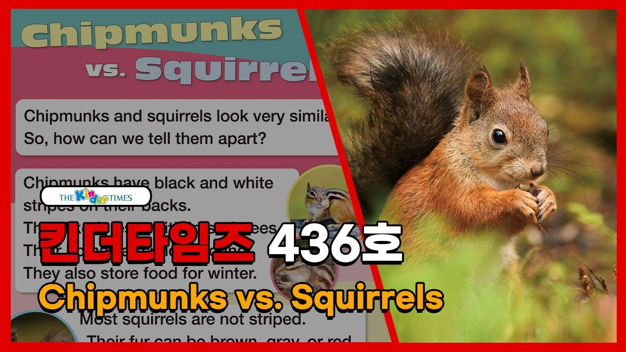 [The Kinder Times 436호 Wonderful Animals] Chipmunks vs. Squirrels - YouTube