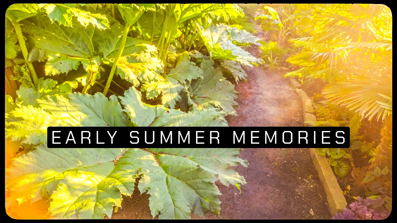 Moments from an Early June Garden - YouTube