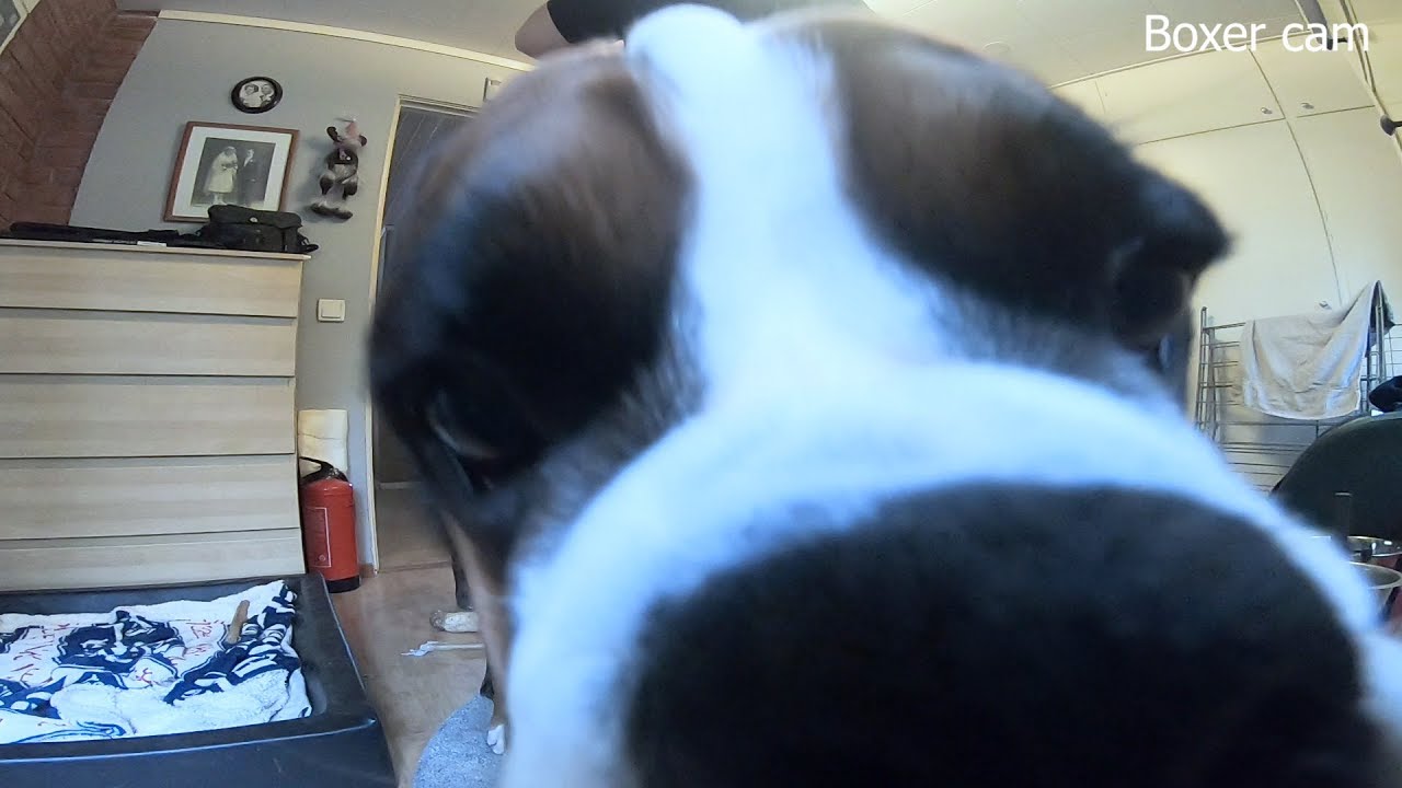 Boxer Rex And Puppy Sammie Calendar Swap To 2020 - YouTube