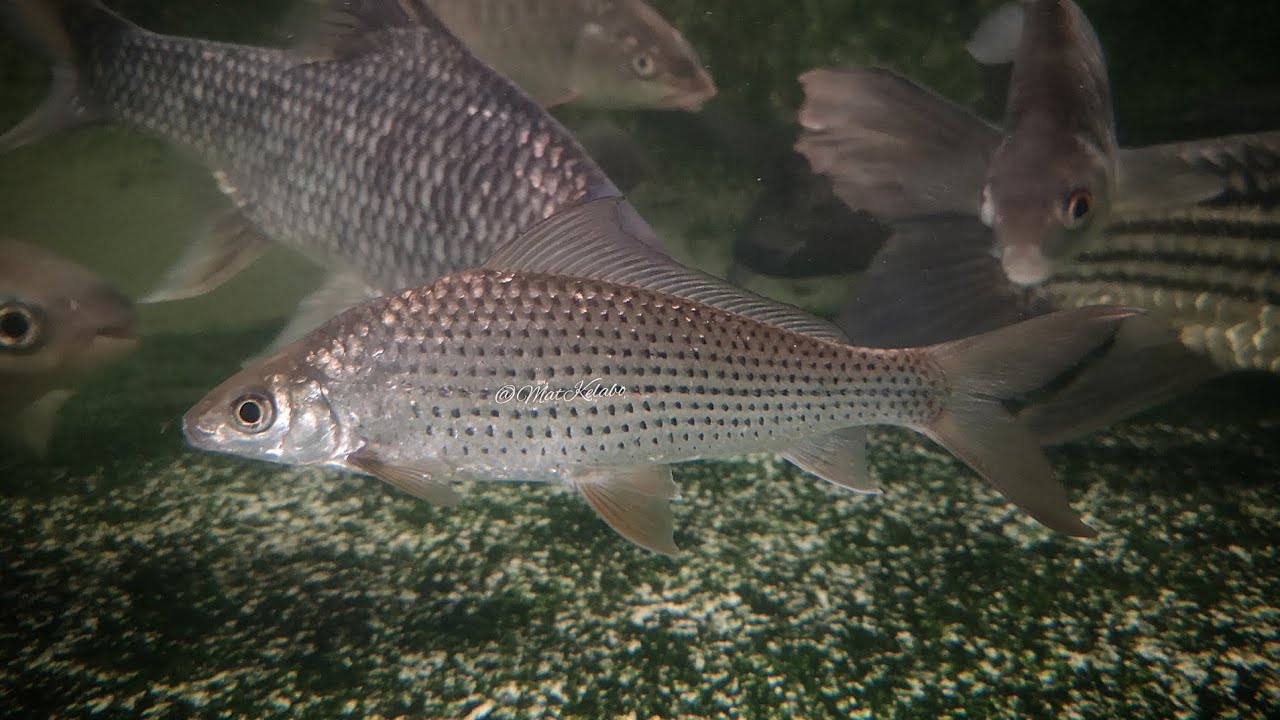 Labiobarbus leptocheilus @ Smallmouth Banded Barb/Kawan (Malaysia ...