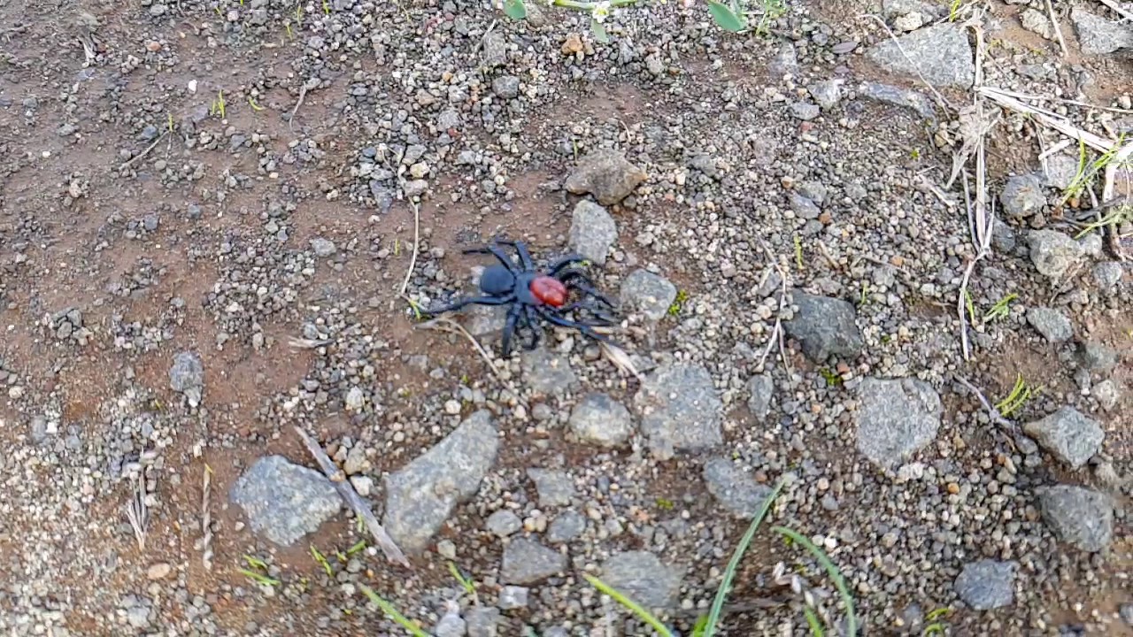 Red headed mouse spider - YouTube
