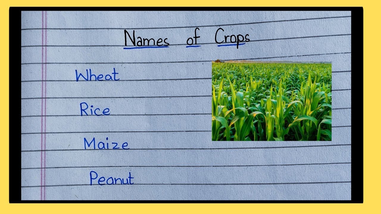 Names of famous crops in English| Names of crops| Famous crops of ...