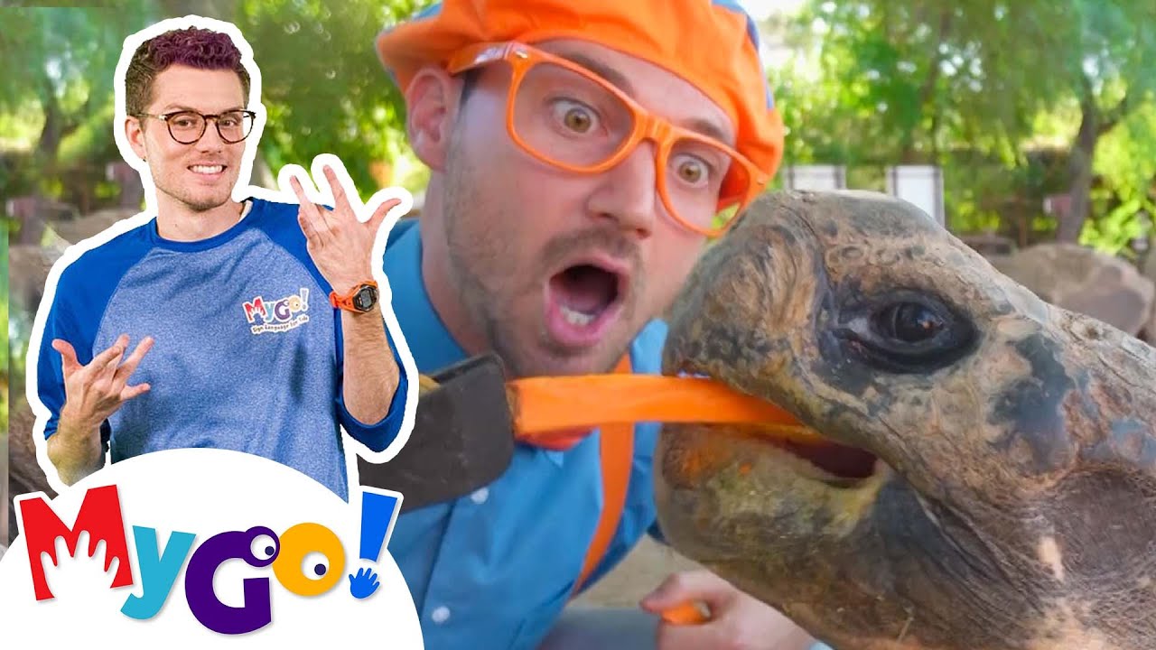 Blippi Feeds a Tortoise at the Zoo | Blippi | MyGo! Sign Language for ...
