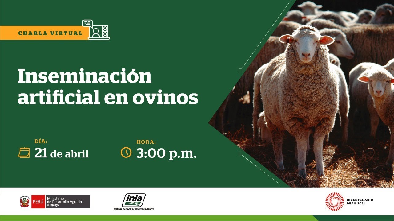 Inseminación artificial en ovinos - YouTube