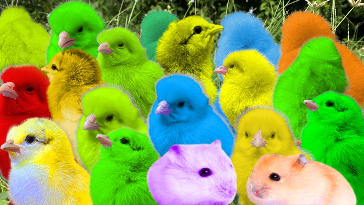 Catch cute colorful chicks and duck ,rainbow chickens , colorful ducks ...