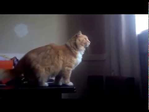 Epic Funny Cats Jump Fail Compilation Cats Jumping and Falling 2015 ...