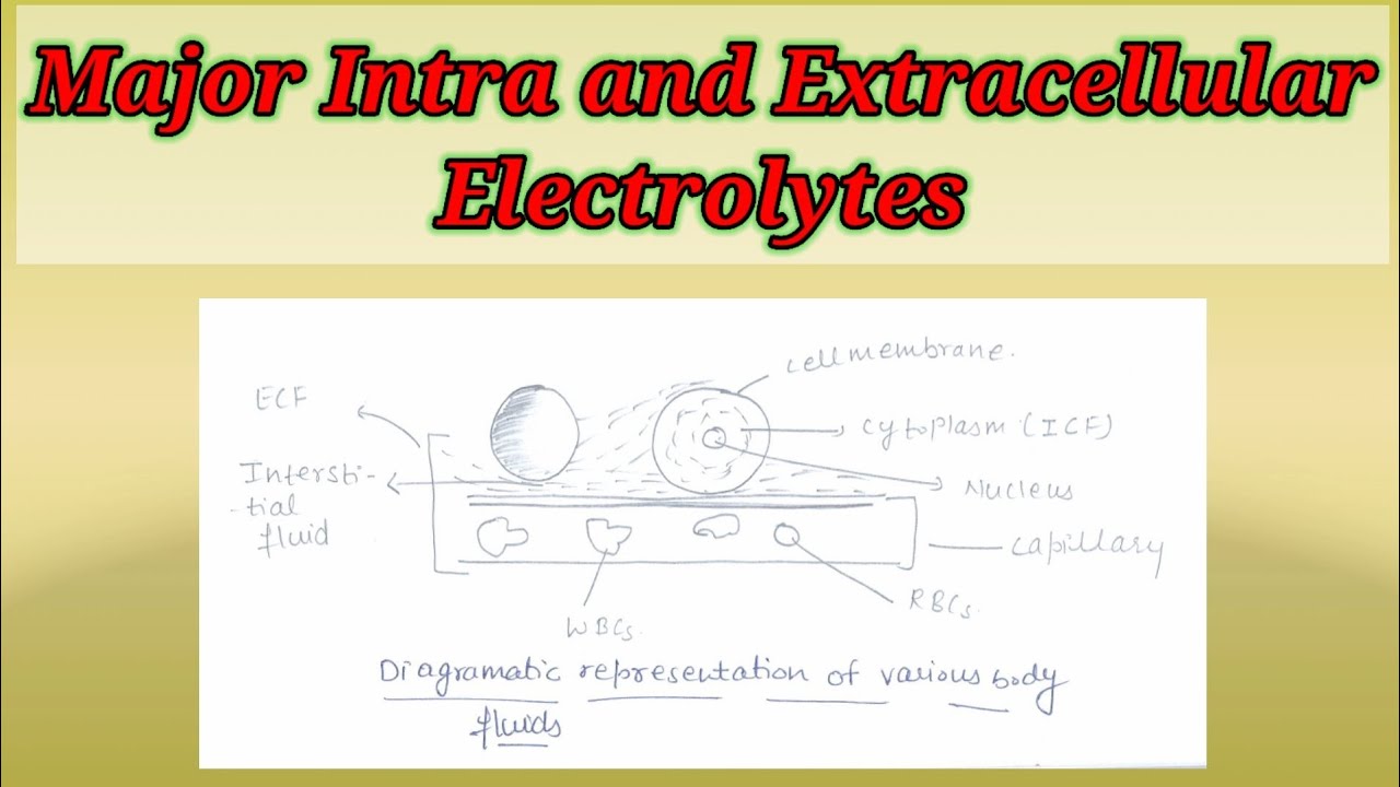 Pharmaceutical inorganic chemistry, Major Intra and Extracellular ...