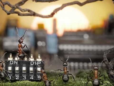 Ant Tales by Andrey Pavlov - YouTube