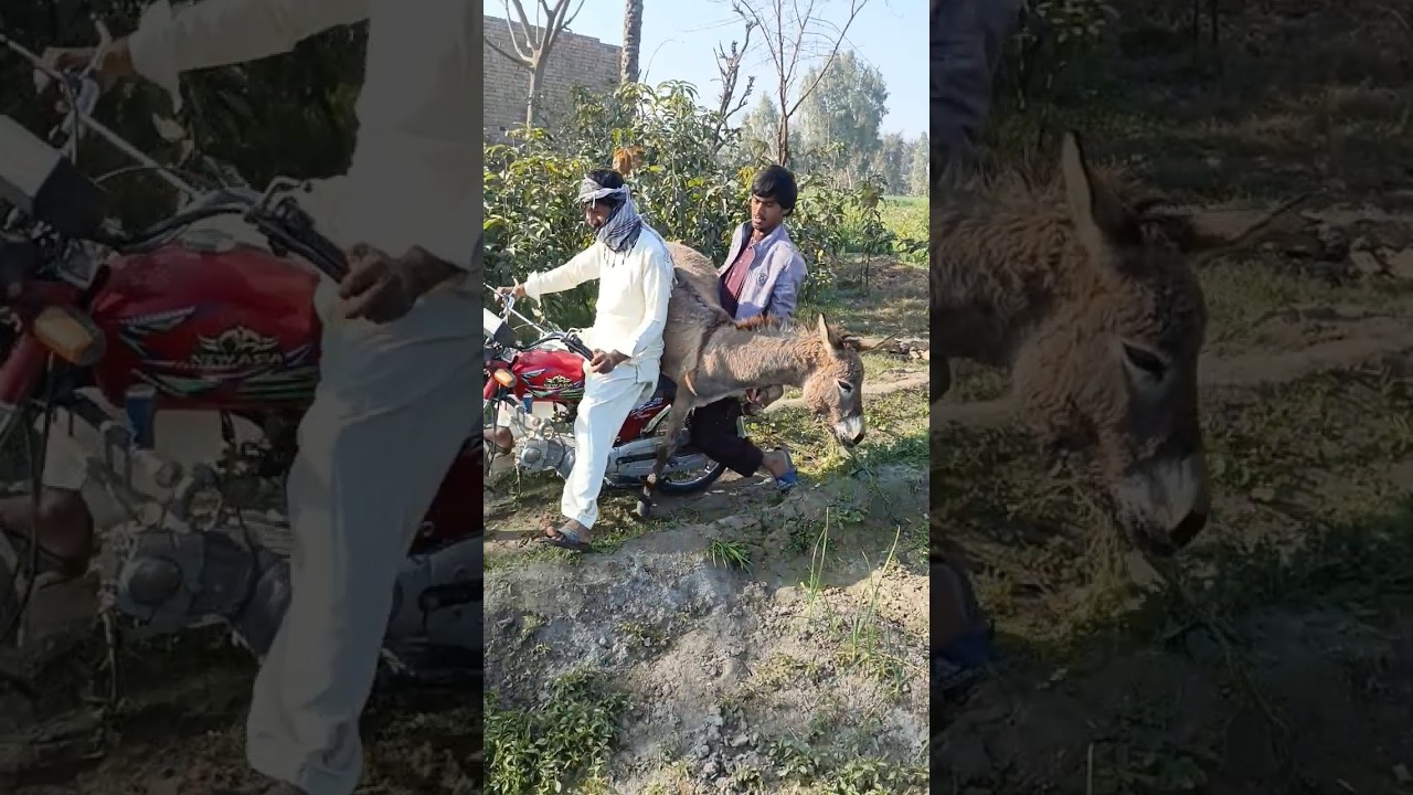 top funny motorbike prank with his donkey - YouTube