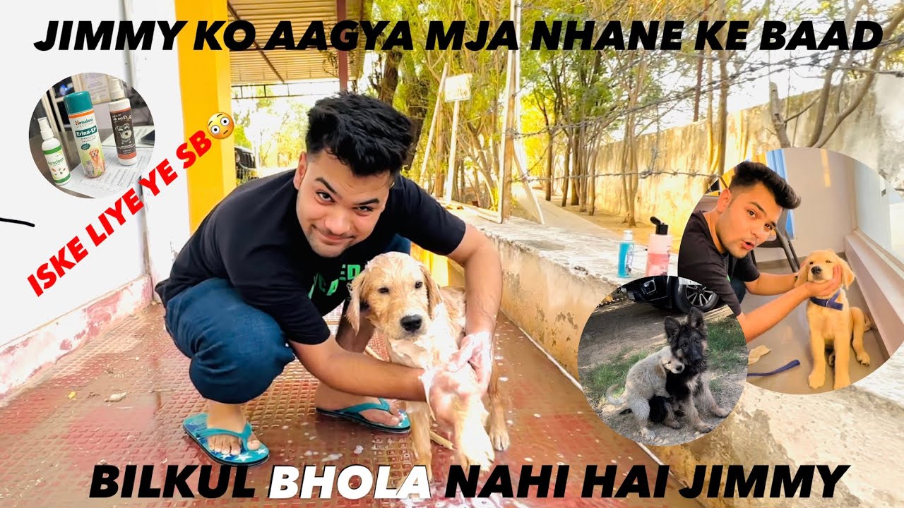 GOLDEN RETRIEVER JIMMY KO AAGYA MJA♥️😍CUTE DOG - YouTube