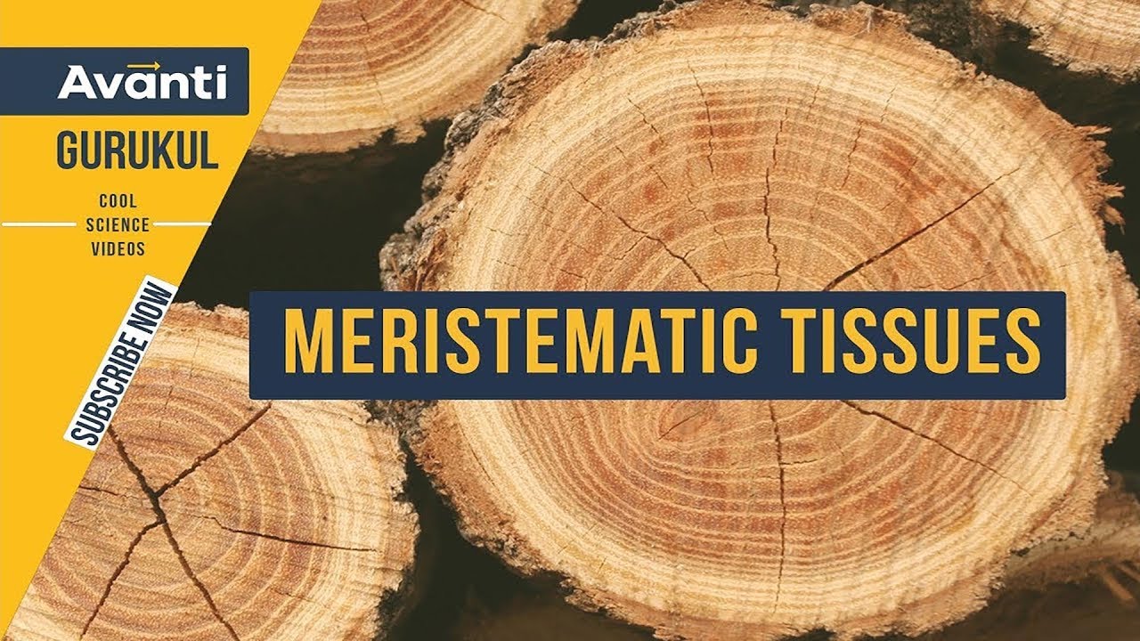 9S06 - Tissues - Meristematic Tissues in Plants - YouTube