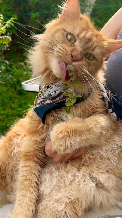 Kittyloo Getting Stoned 🌿🌱 🦁 ️#catnip #catlover #catshorts #cat #mainecooncatlovers #kitty - YouTube