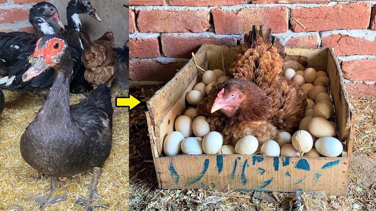 Angry Aseel hen Hatching Too many Muscovy Duck Eggs _ Eggs to Chicks ...