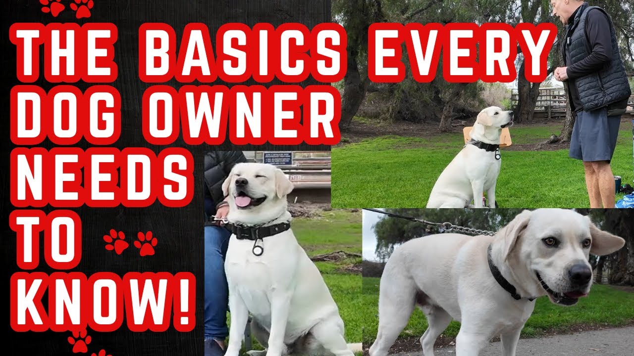 The Basics Every Dog Owner Needs to Know! - YouTube