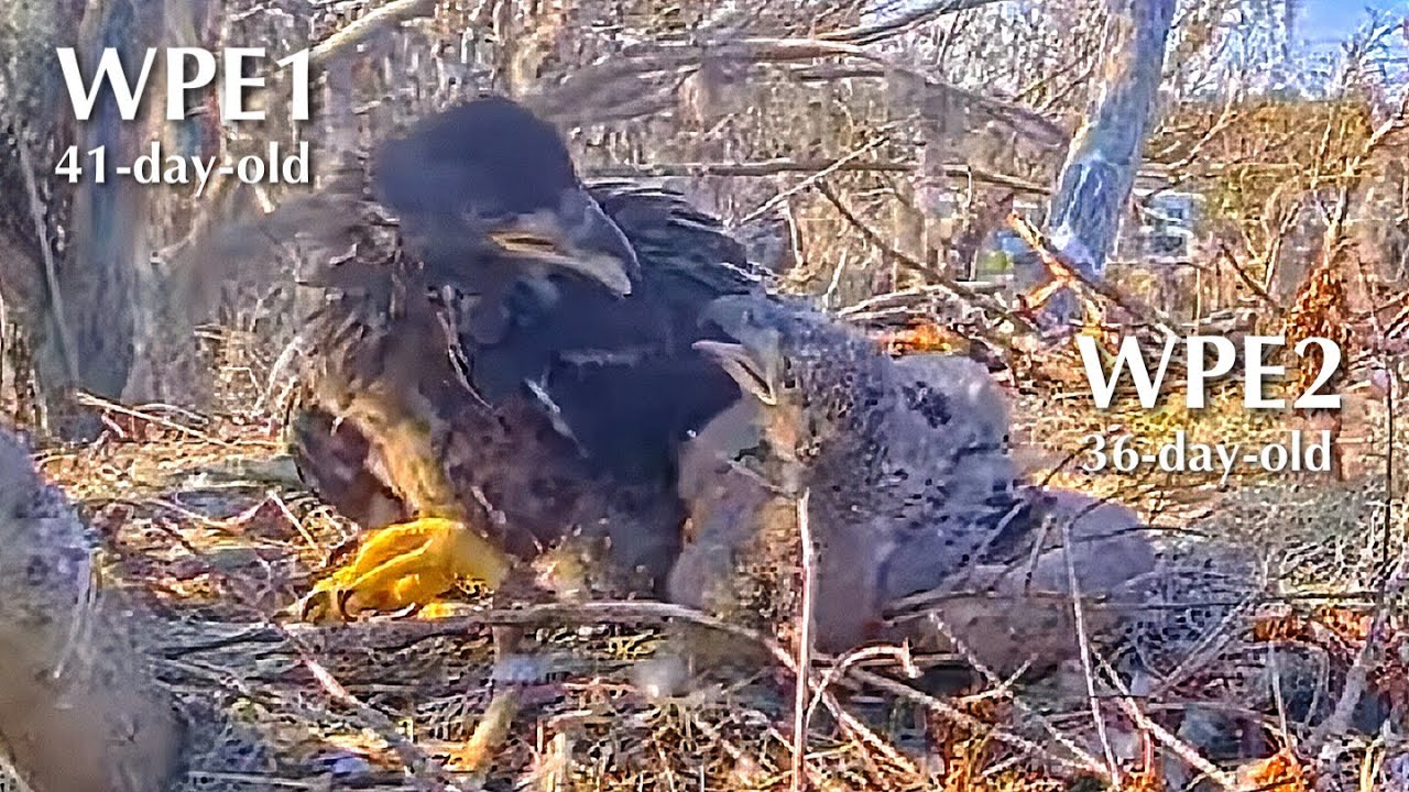 #286🦅🐥41°🐥36°／Winter Park Eagle Nest 2026／Against All Odds:One-Eyed Mom ...