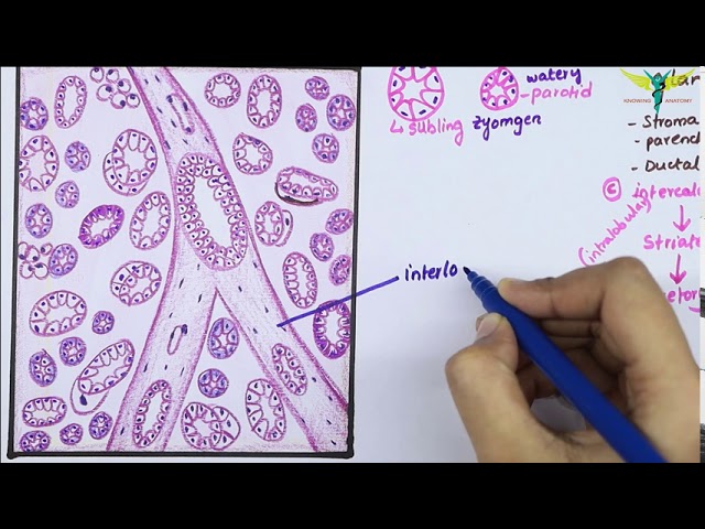Sublingual Histology