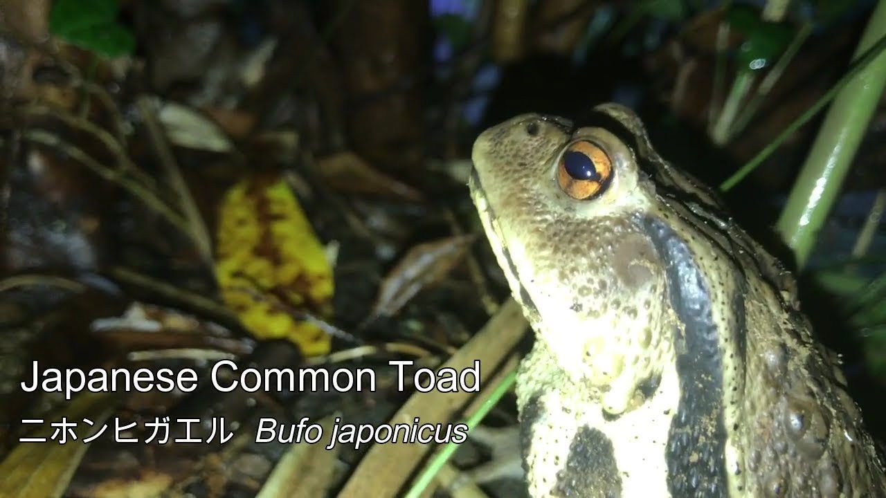 Japanese Common Toad (bufo japonicus) Sightings Forager Japan Live ...