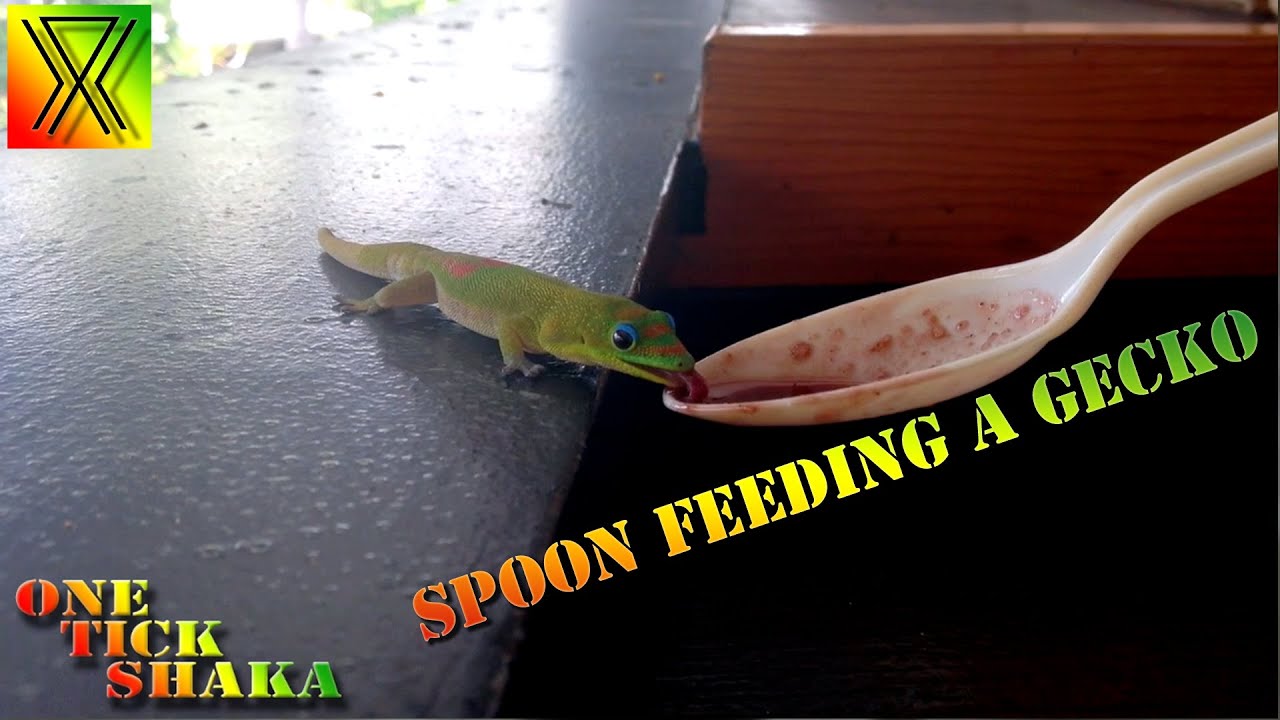 A day in the life - Spoon feeding a gecko. - YouTube
