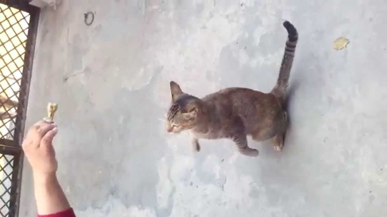 Funny Hungry Cat - YouTube