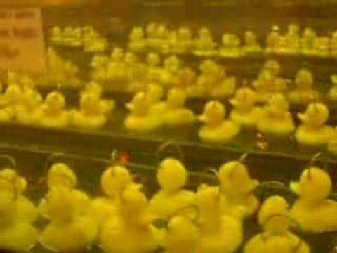 patos en feria - YouTube