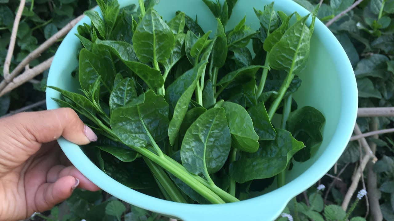 Libreng ulam talbos ng alugbati #alugbati #simplengbuhay #gulay - YouTube