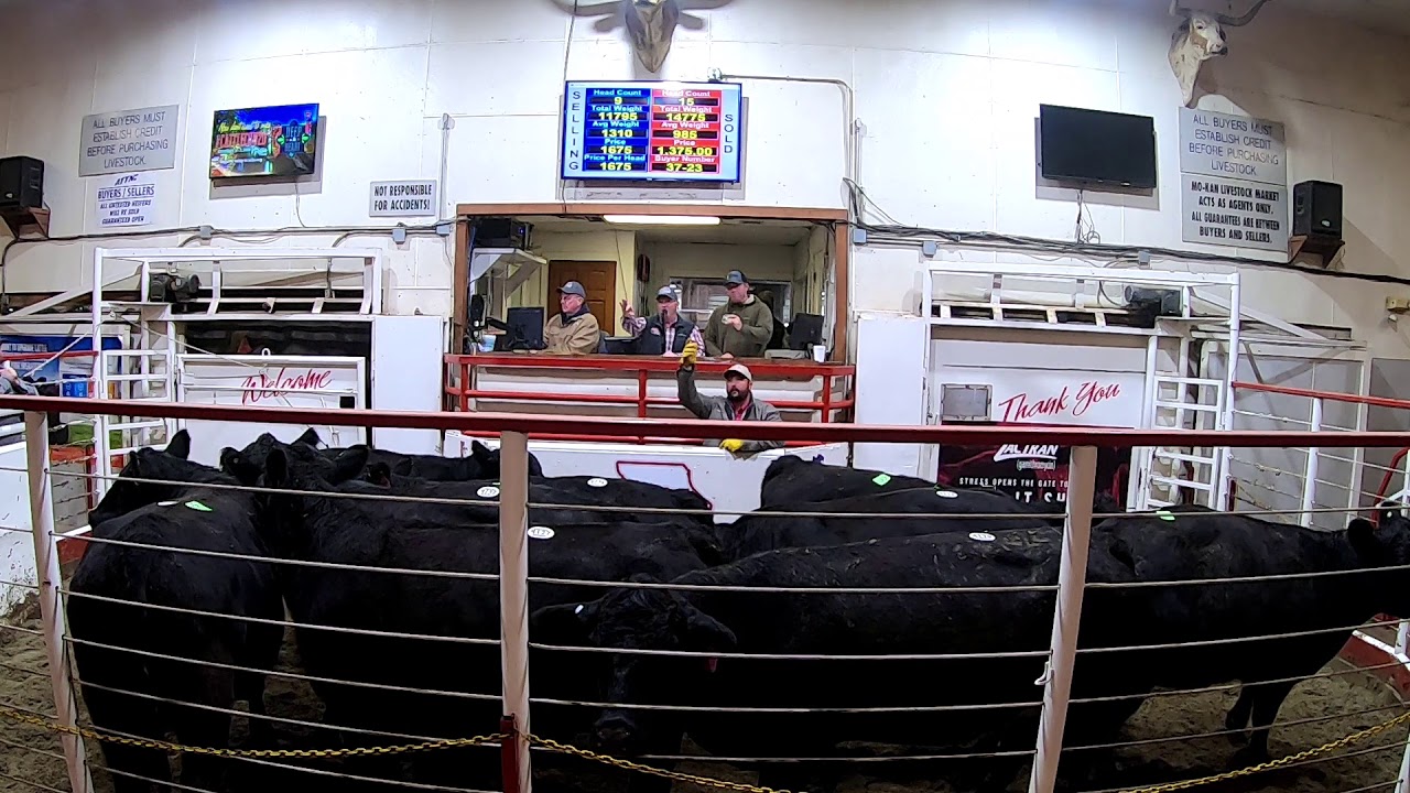 1-11-20 Top-Selling Bred Cows $1,875 Thank You Kingston Farms - YouTube