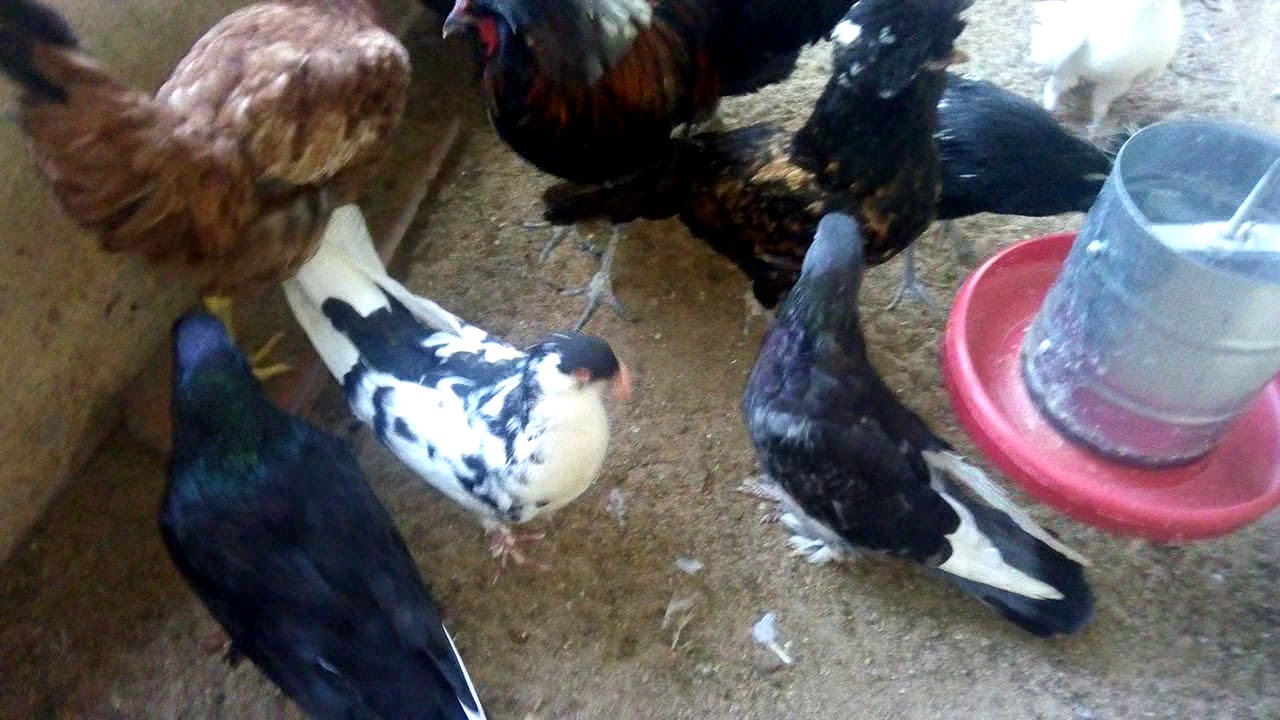 Mostrando pombo gigante - YouTube