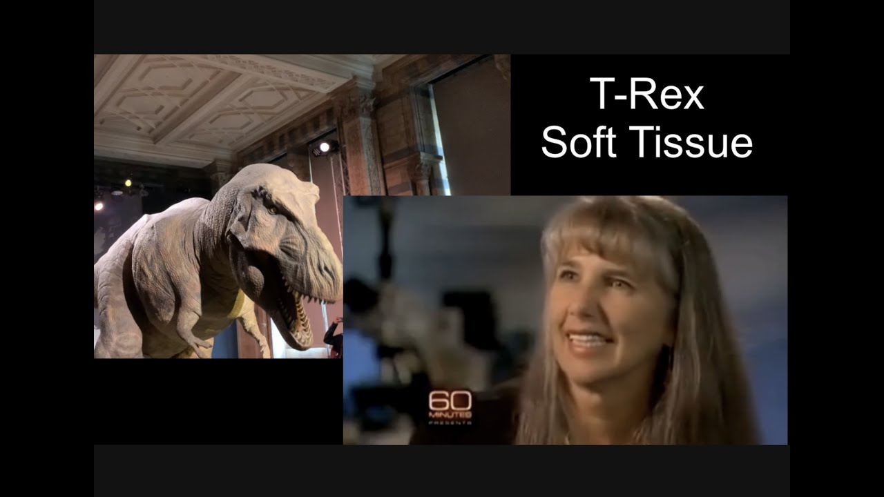 T-Rex Soft Tissue | NHM Creation Tour. - YouTube