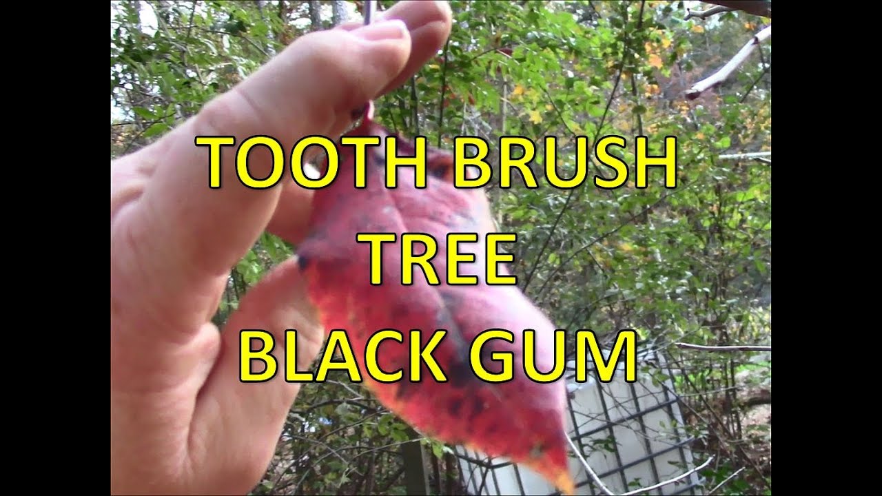 Black Gum The Tooth Brush Tree - YouTube