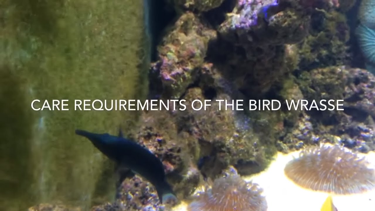Bird wrasse care (Gomphosus varius) - YouTube