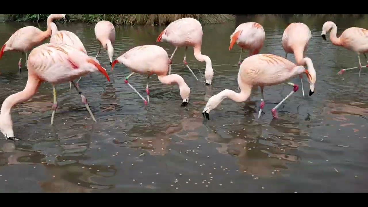Flamingos feeding - YouTube