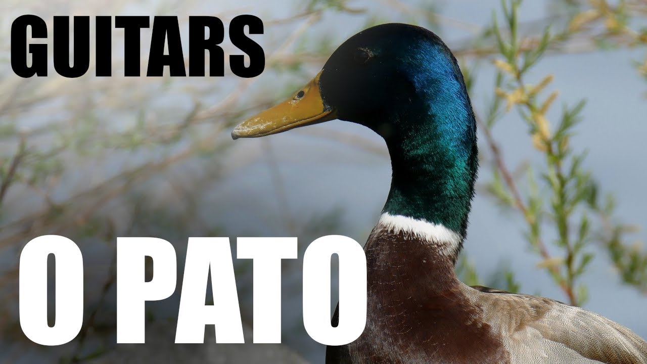 O Pato: Backing Track (guitar duo) - YouTube