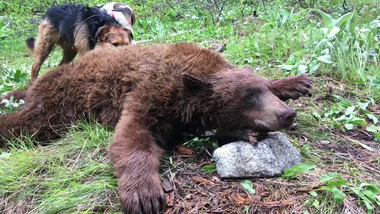 Bear Hunt May 22 2019 - YouTube