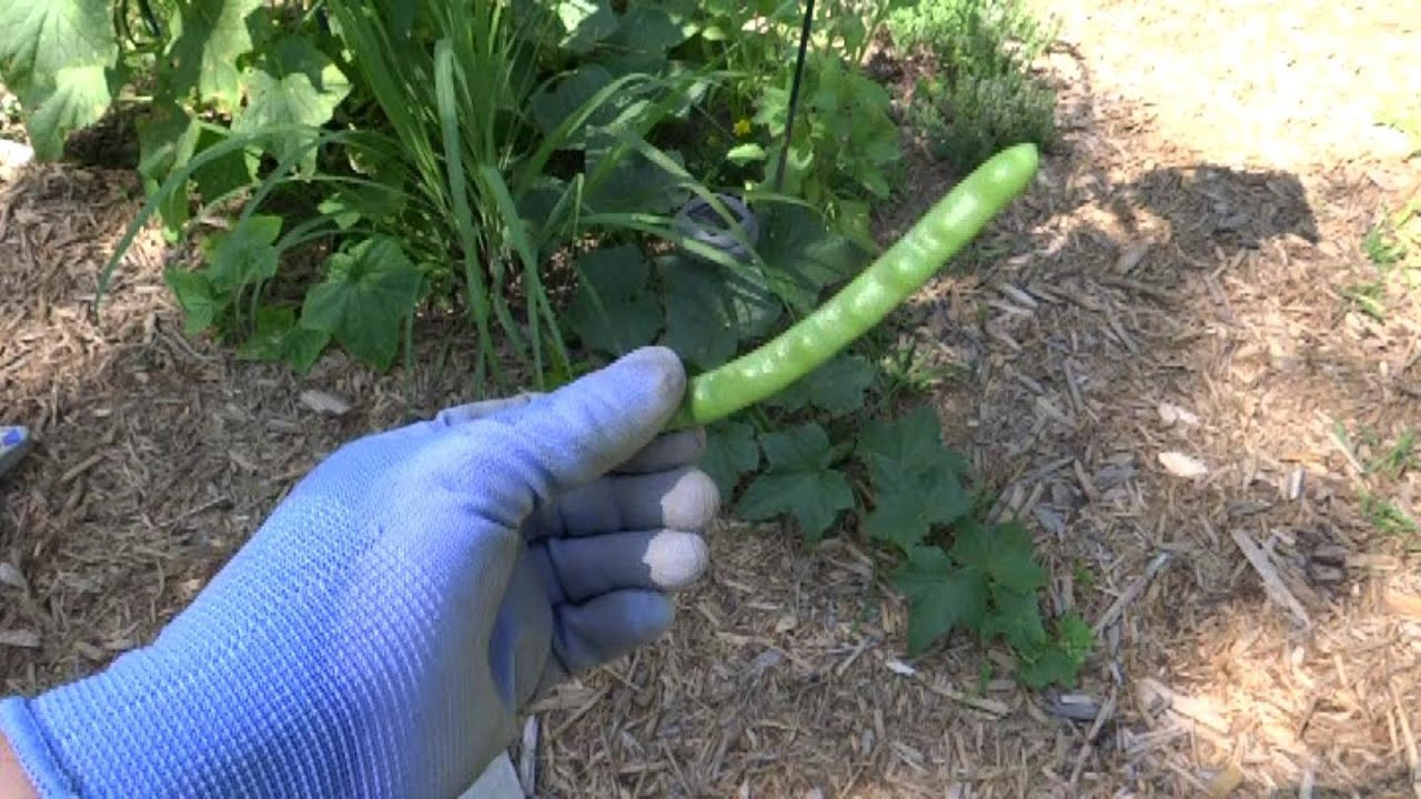 HD Greasy Beans - The Appalachian Green Bean - YouTube
